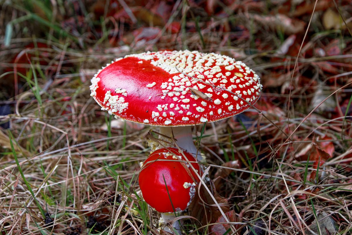 Pausen-Pilz: Giftpilz, Kultpilz, Glückspilz – zoom